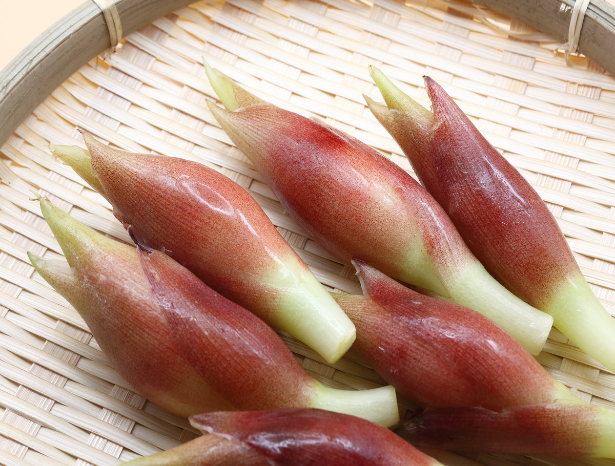 Fresh Japanese Myoga 100g – Hokkaido Uni Shop