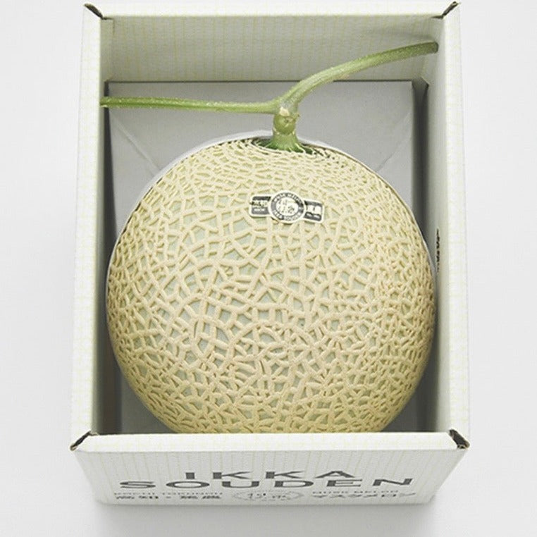 Premium Musk Japanese Melon "Tosa" 土佐 1.4kg – Hokkaido Uni Shop