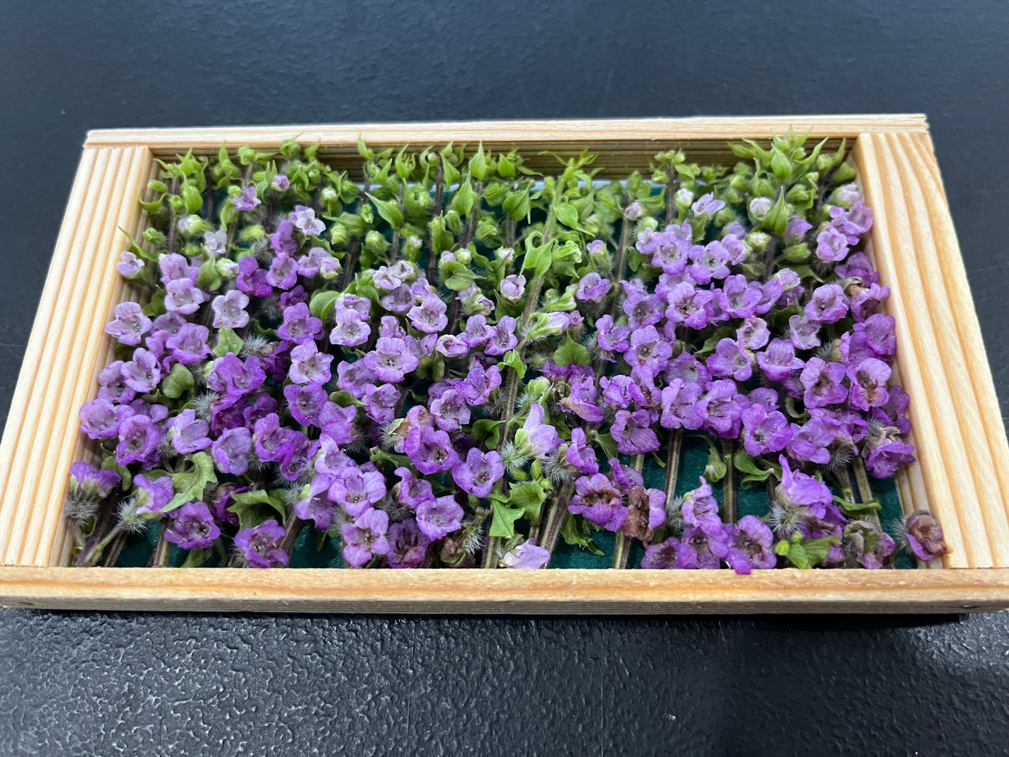 Hanaho – Hokkaido Uni Shop