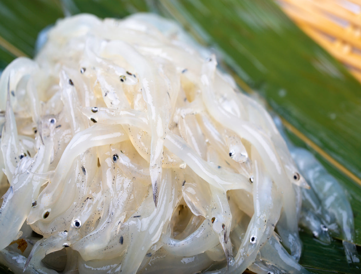 Shirauo (Ice Fish) Pack – Hokkaido Uni Shop