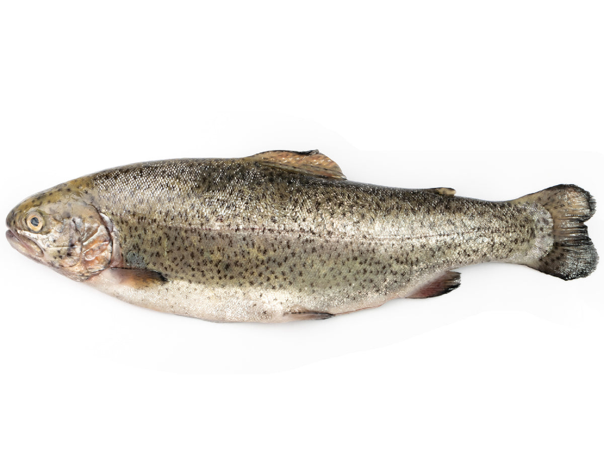 RAINBOW TROUT(FUJISAN SALMON), FARMED, H&G – Hokkaido Uni Shop