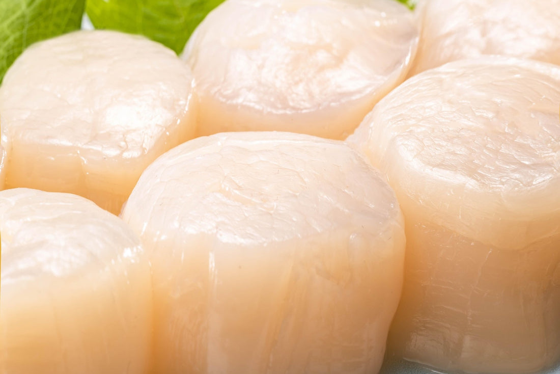 Fresh Hokkaido Hotate (Sashimi Quality) 500g – Hokkaido Uni Shop